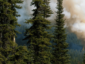 The Wildland Urban Interface (WUI) – FireSmart Canada